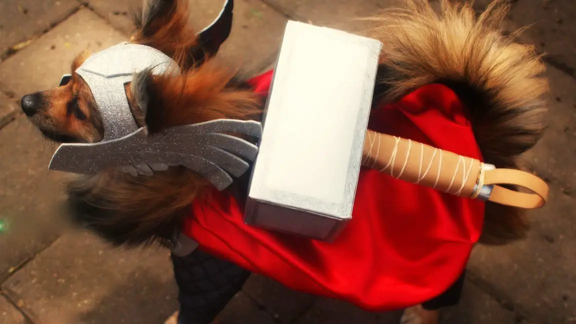 166 Dad Jokes About Dogs That Are So Bad They’re Good! – Pop Listicle