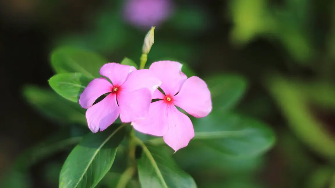 10 Fun Facts About Rosy Periwinkle – Pop Listicle