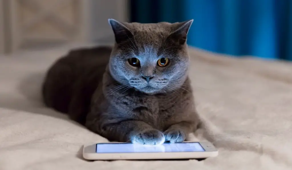 12 Reasons Why Cats Are Better Than Dogs – Pop Listicle