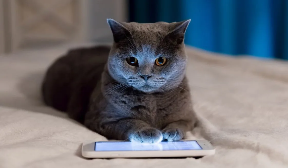 12 Reasons Why Cats Are Better Than Dogs – Pop Listicle