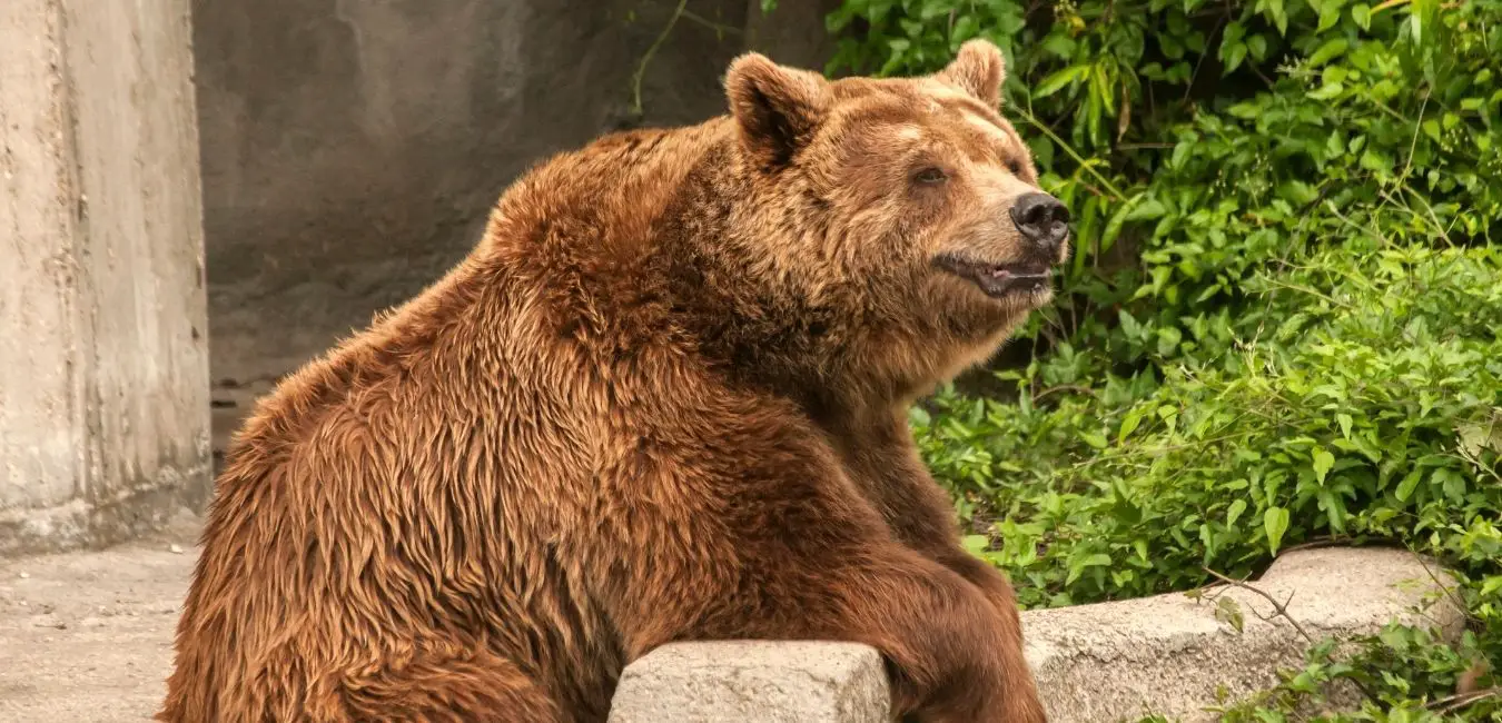 11 Of The Most Dangerous Zoo Animals – Pop Listicle