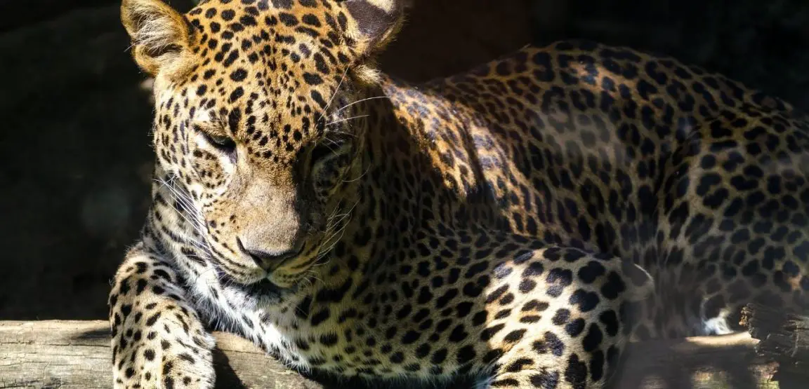 11 Of The Most Dangerous Zoo Animals – Pop Listicle