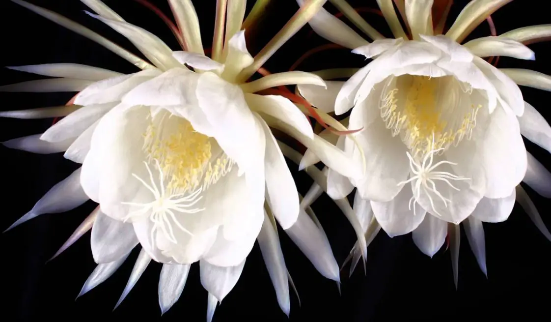 10 of the Rarest Flowers of the World – Pop Listicle