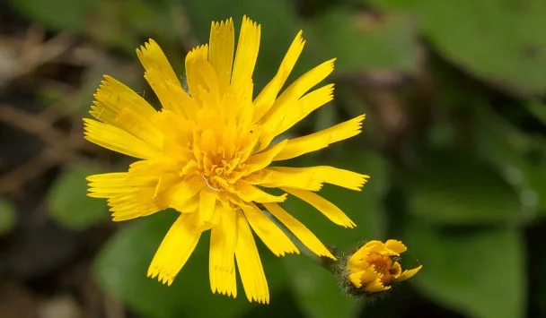 10 of the Rarest Flowers of the World – Pop Listicle