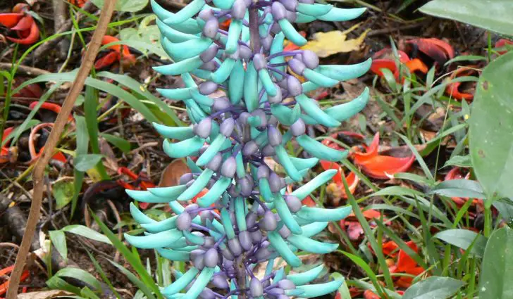 10 of the Rarest Flowers of the World – Pop Listicle