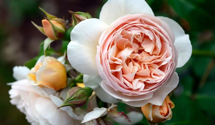 10 of the Rarest Flowers of the World – Pop Listicle