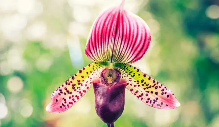 10 of the Rarest Flowers of the World – Pop Listicle